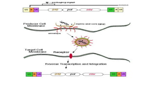 retrovirus construction as a good vector | PPTX