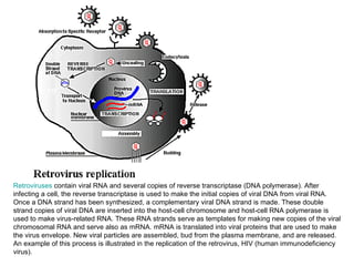 Retroviruses Compressed | PPT | Genetics | Science