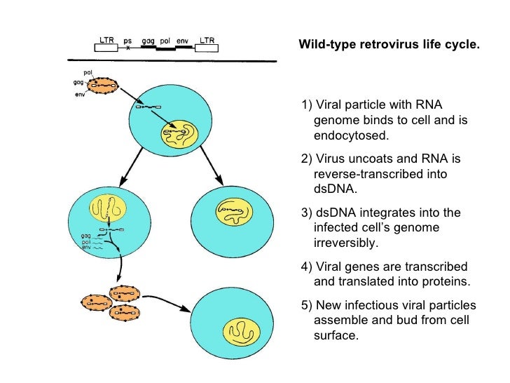 Retrovirus Life Cycle