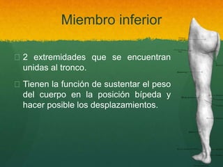 Reumatologia introduccion al miembro inferior | PPTX