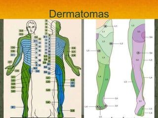 Dermatomas Miembro Inferior
