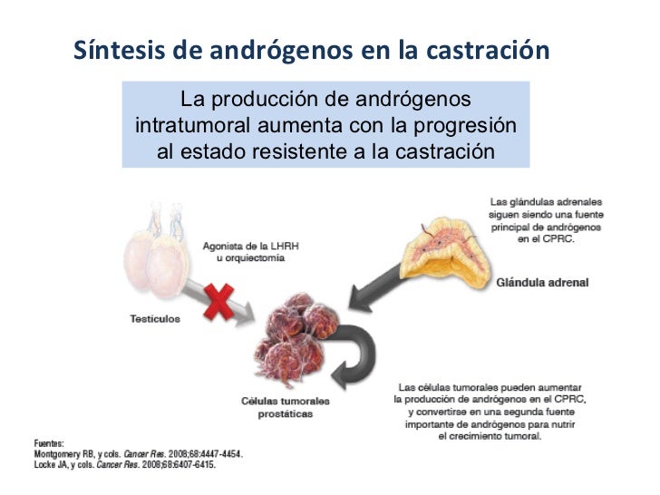 Los andrógenos como diana terapéutica en CPRC