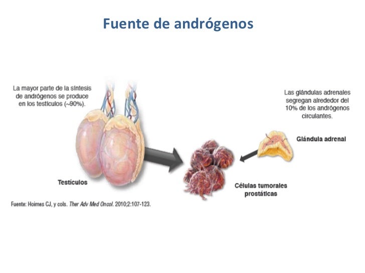 Los andrógenos como diana terapéutica en CPRC