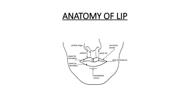 REVASCULARIZATION OF UPPER LIP FOLLOWING.pptx | Free Download
