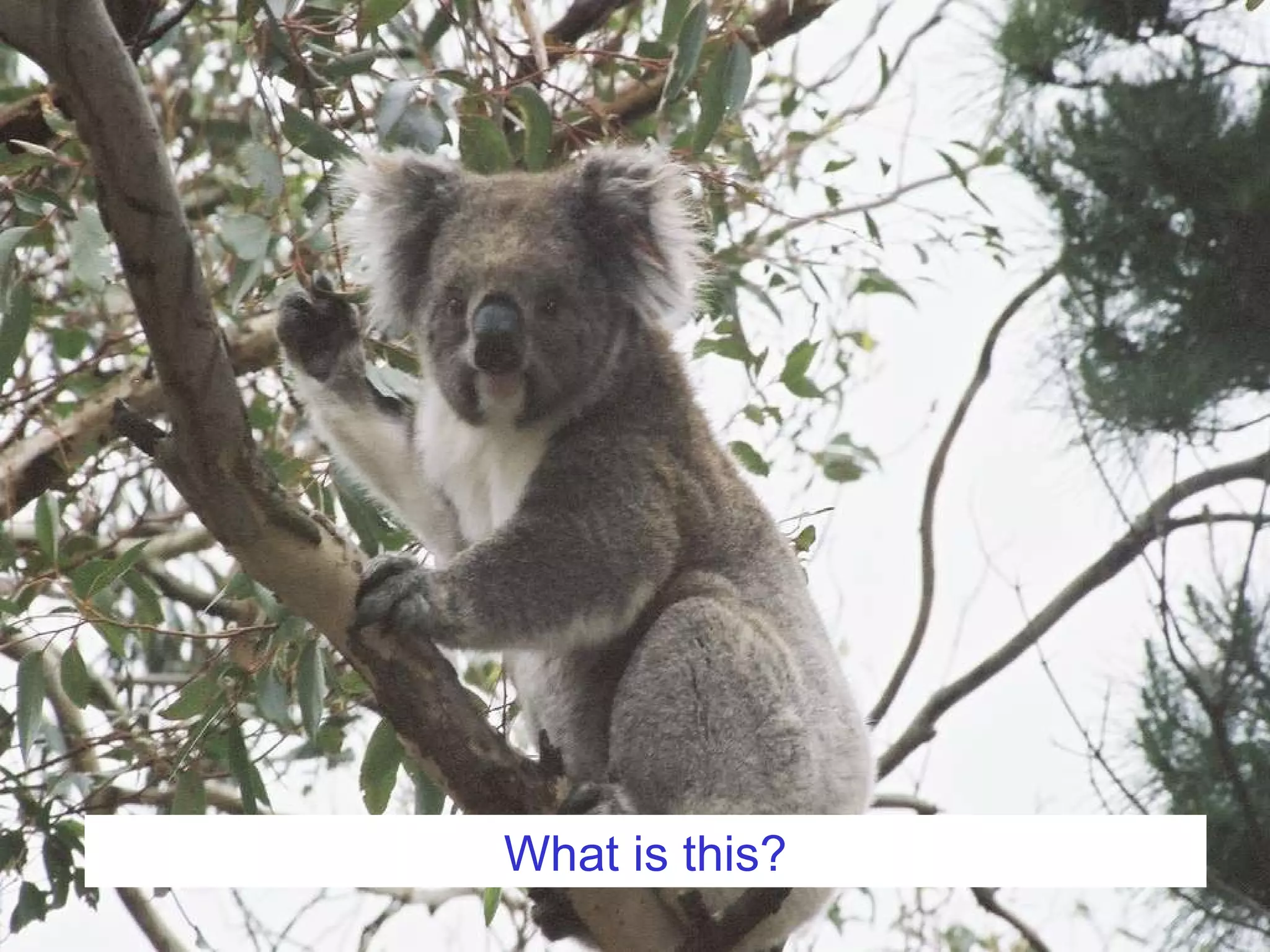 Revealing images bit by bit | PPT