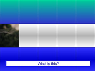 Revealing images bit by bit | PPT