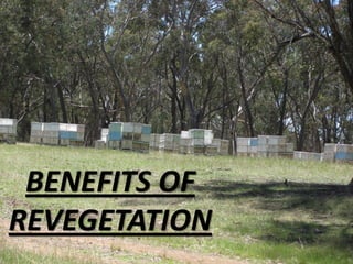 Revegetation - Keeping farmland productive for future generations by ...