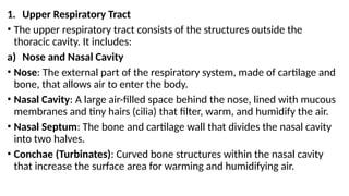 REVEIW OF ANATOMY OF THE RESPIRATORY SYSYTEM.pptx