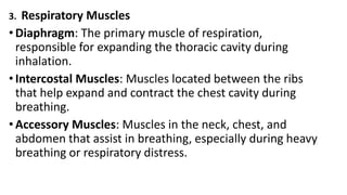 REVEIW OF ANATOMY OF THE RESPIRATORY SYSYTEM.pdf