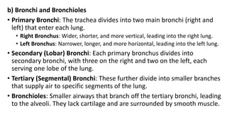 REVEIW OF ANATOMY OF THE RESPIRATORY SYSYTEM.pdf