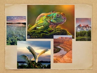 General and Special Revelation | PPTX