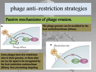 Revenge of the phages | PPTX
