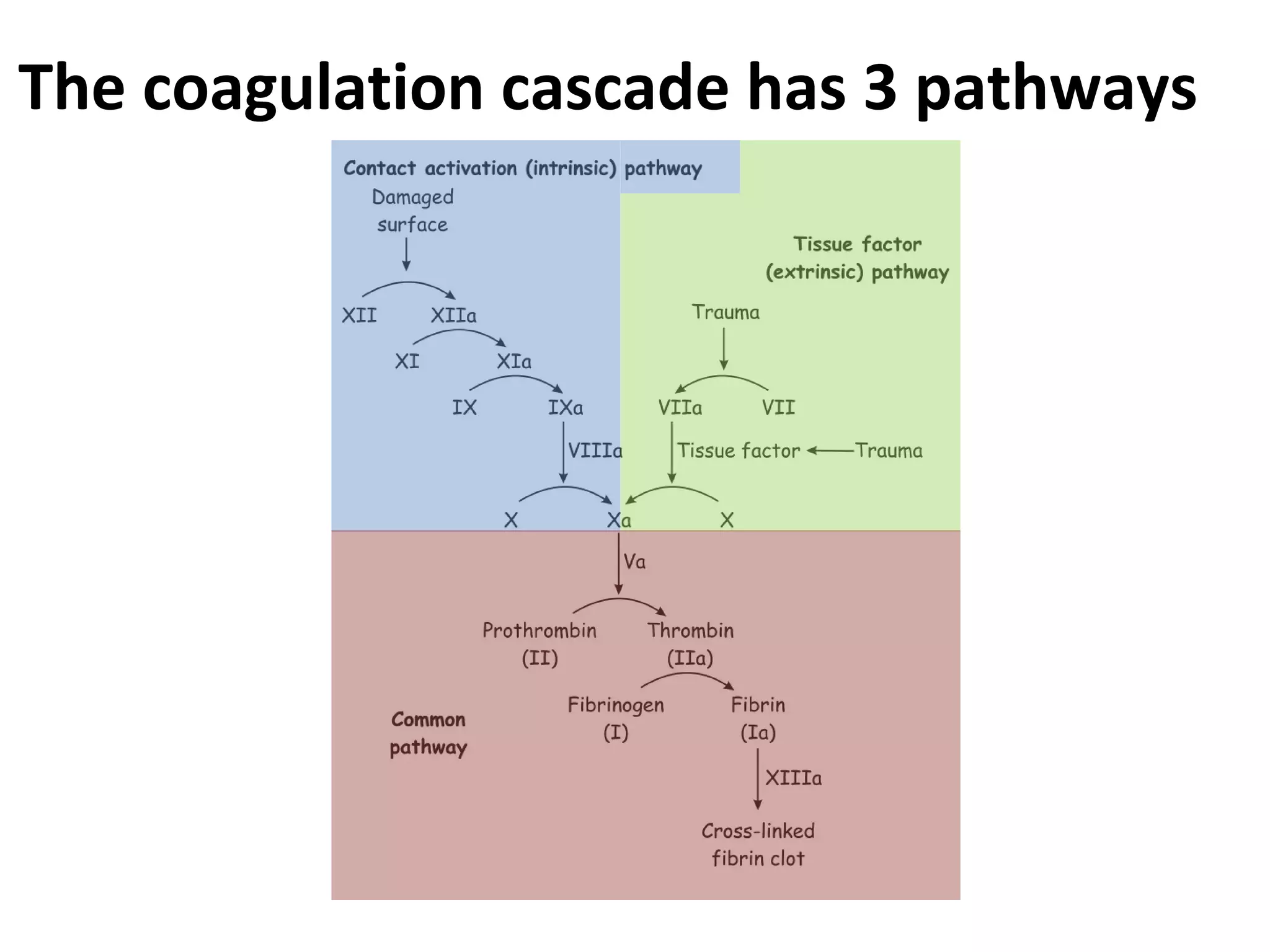 Reversal of Anticoagulation in Intracerebral Hemorrhage | PPT