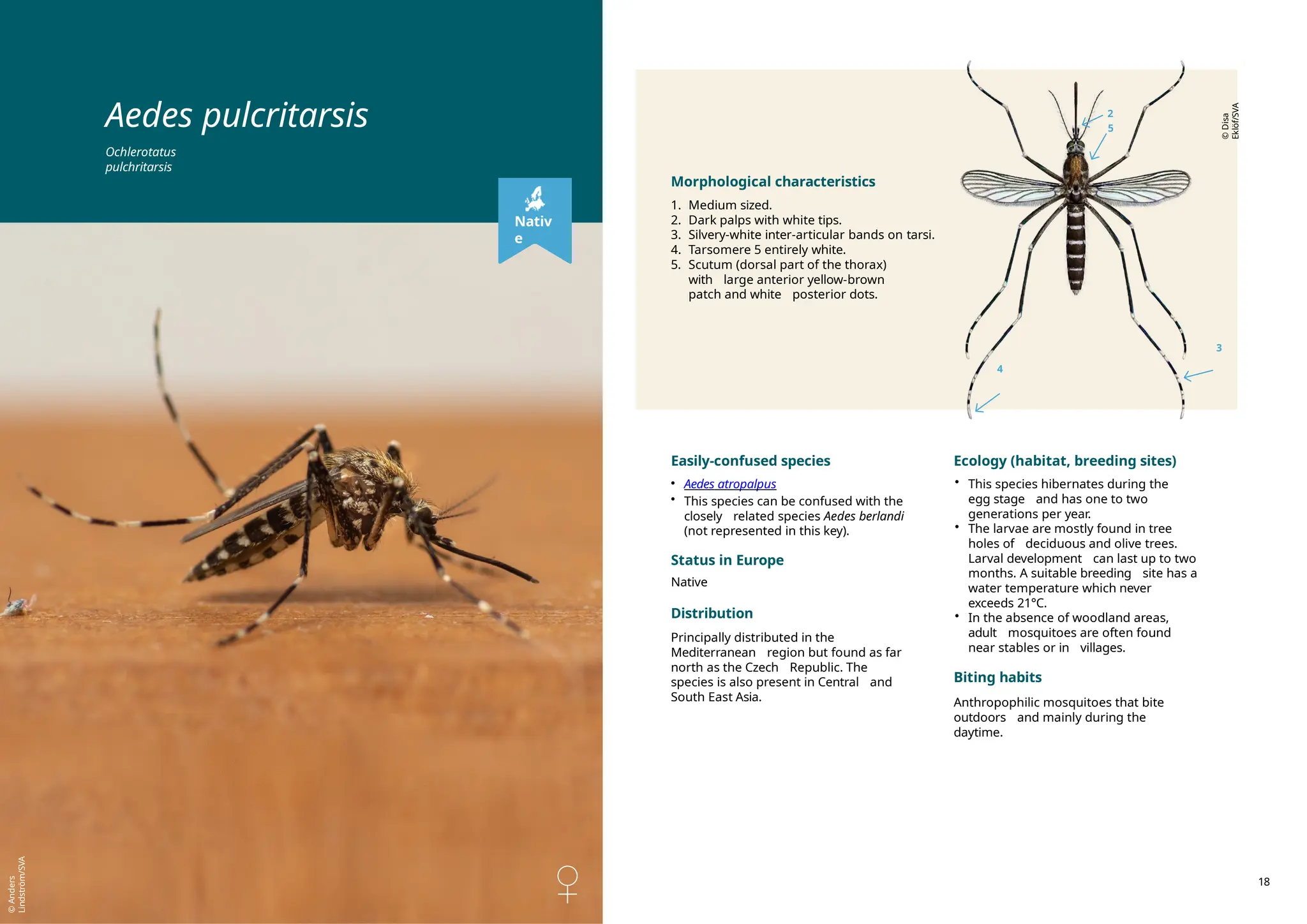 Reverse-identification-key-for-invasive-mosquito-species-July-2022.pptx