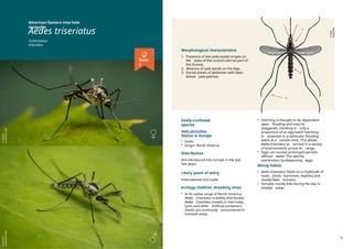 Reverse-identification-key-for-invasive-mosquito-species-July-2022.pptx