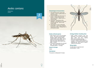 Reverse-identification-key-for-invasive-mosquito-species-July-2022.pptx