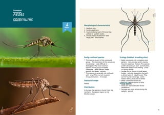 Reverse-identification-key-for-invasive-mosquito-species-July-2022.pptx