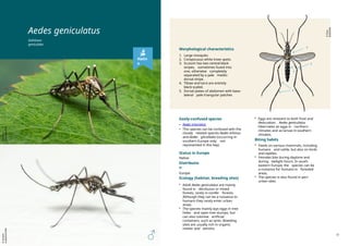 Reverse-identification-key-for-invasive-mosquito-species-July-2022.pptx