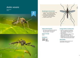 Reverse-identification-key-for-invasive-mosquito-species-July-2022.pptx