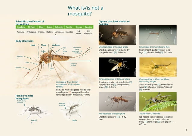 Reverse-identification-key-for-invasive-mosquito-species-July-2022.pptx