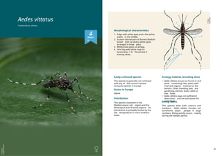 Reverse-identification-key-for-invasive-mosquito-species-July-2022.pptx