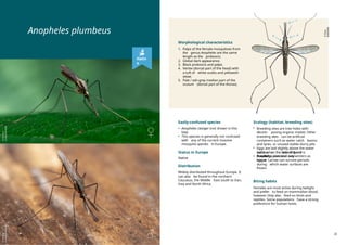 Reverse-identification-key-for-invasive-mosquito-species-July-2022.pptx