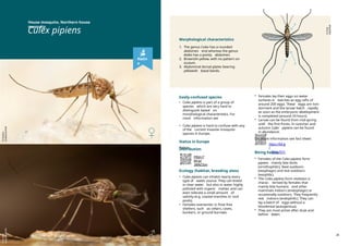 Reverse-identification-key-for-invasive-mosquito-species-July-2022.pptx