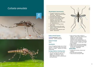 Reverse-identification-key-for-invasive-mosquito-species-July-2022.pptx