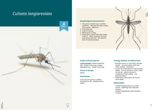 Reverse-identification-key-for-invasive-mosquito-species-July-2022.pptx