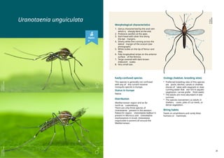Reverse-identification-key-for-invasive-mosquito-species-July-2022.pptx