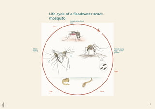 Reverse-identification-key-for-invasive-mosquito-species-July-2022.pptx