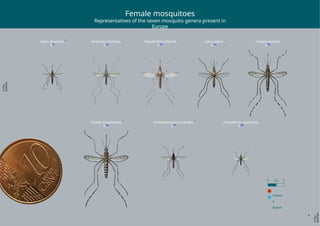 Reverse-identification-key-for-invasive-mosquito-species-July-2022.pptx