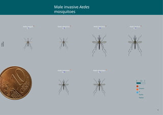 Reverse-identification-key-for-invasive-mosquito-species-July-2022.pptx