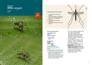 Reverse-identification-key-for-invasive-mosquito-species-July-2022.pptx