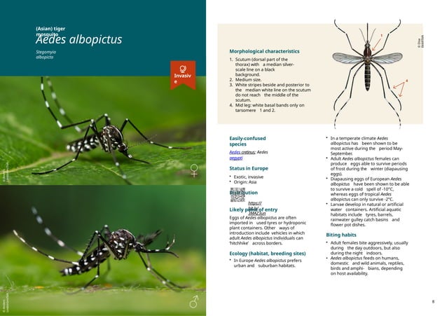Reverse-identification-key-for-invasive-mosquito-species-July-2022.pptx