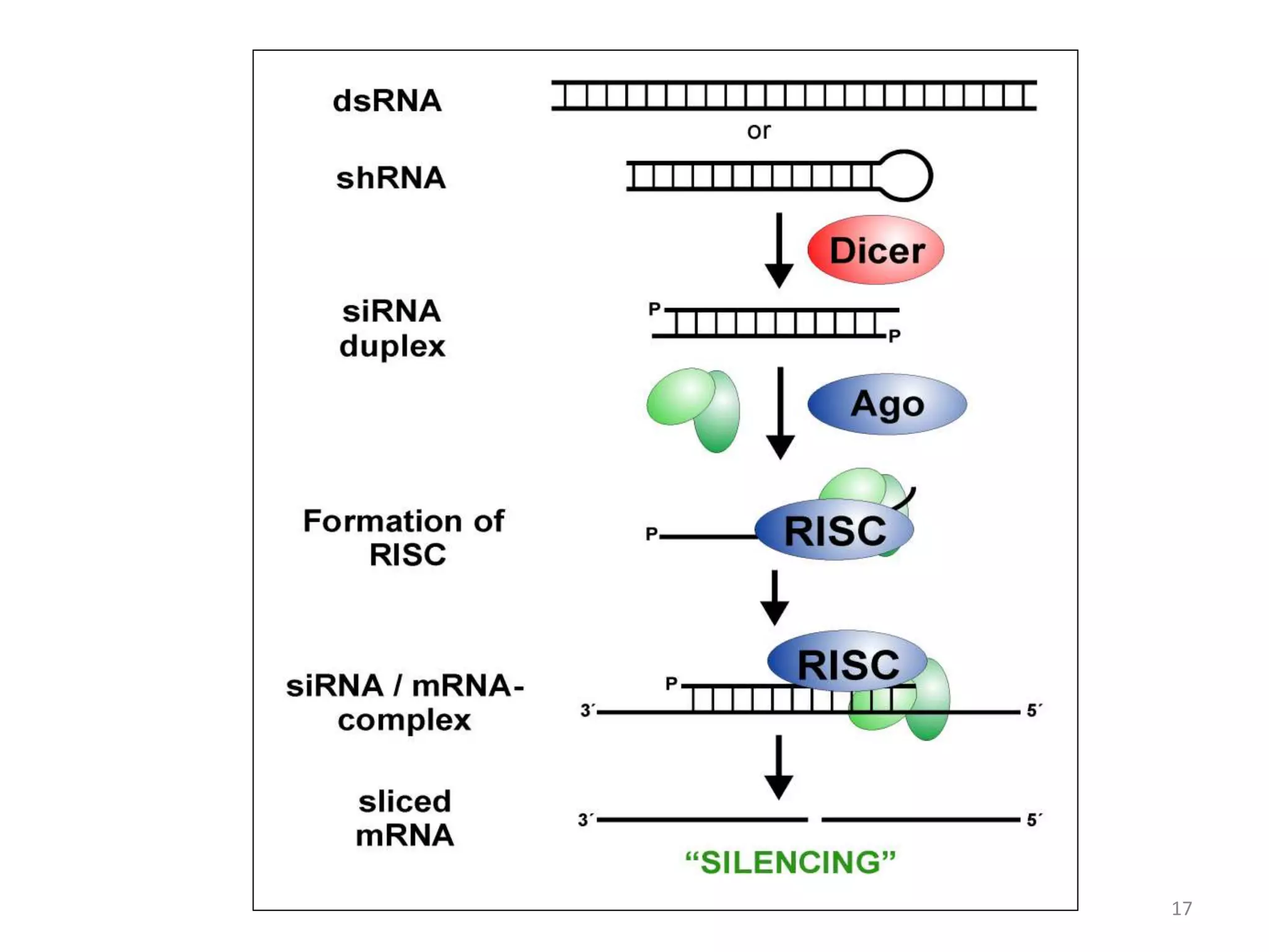 Reverse Breeding | PPTX