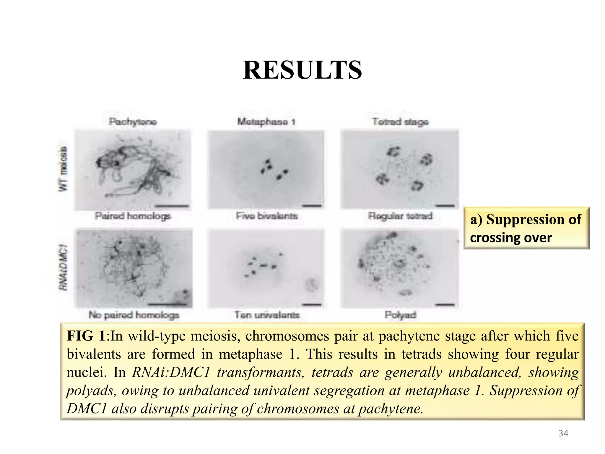 Reverse Breeding | PPTX