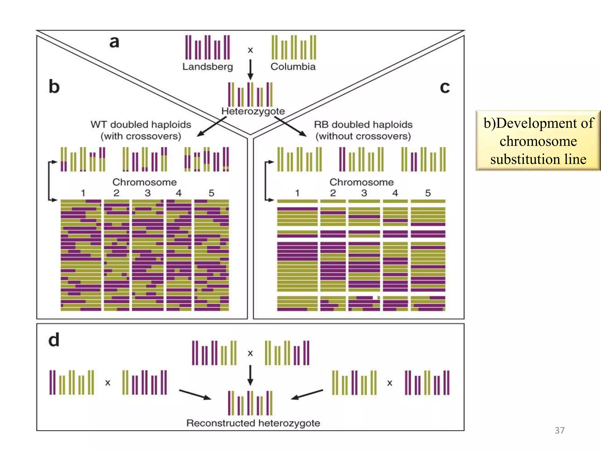 Reverse Breeding | PPTX