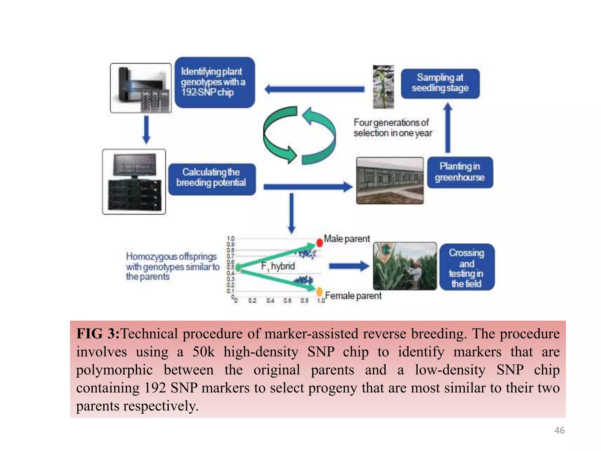 Reverse Breeding | PPTX