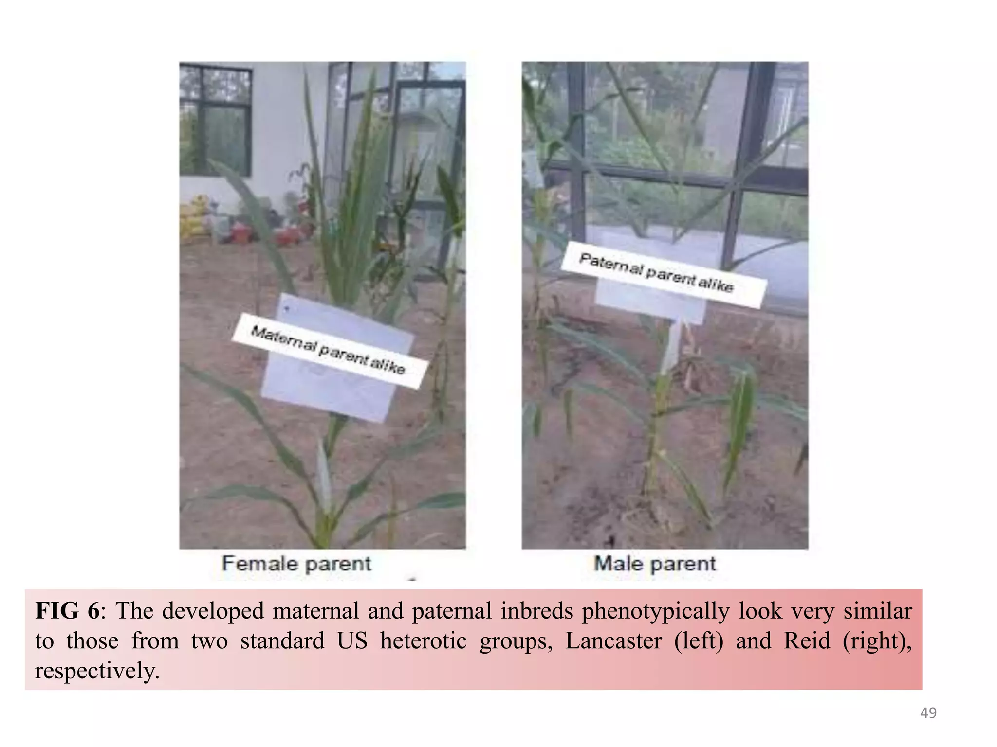 Reverse Breeding | PPTX