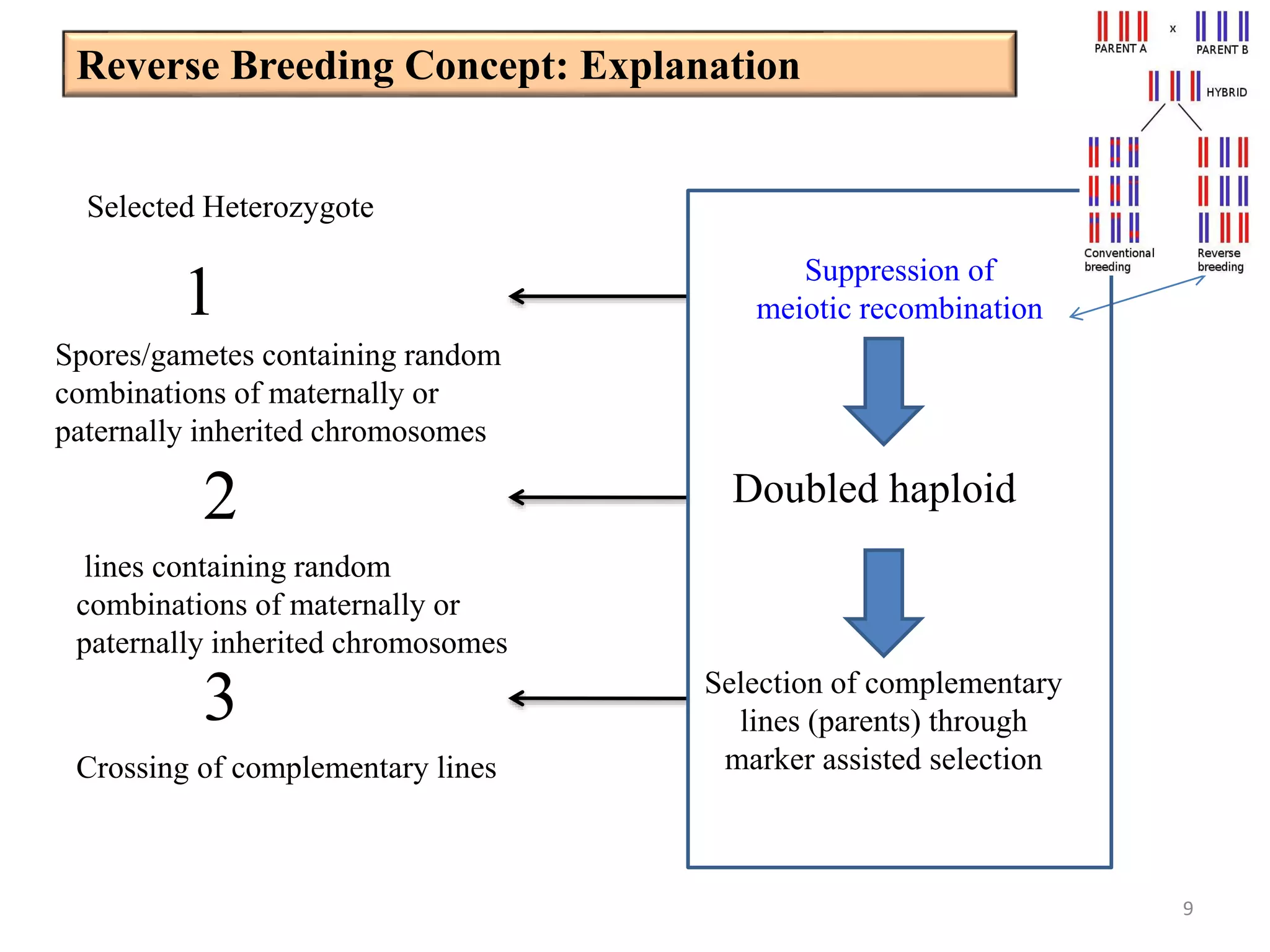 Reverse Breeding | PPTX