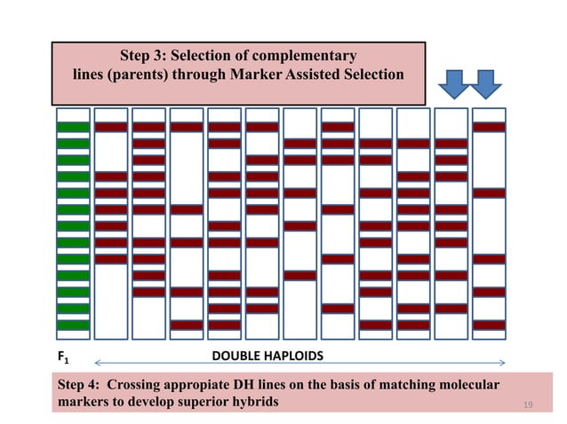 Reverse Breeding | PPTX