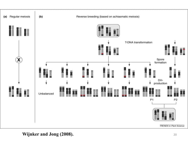 Reverse Breeding | PPTX
