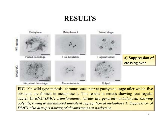 Reverse Breeding | PPTX