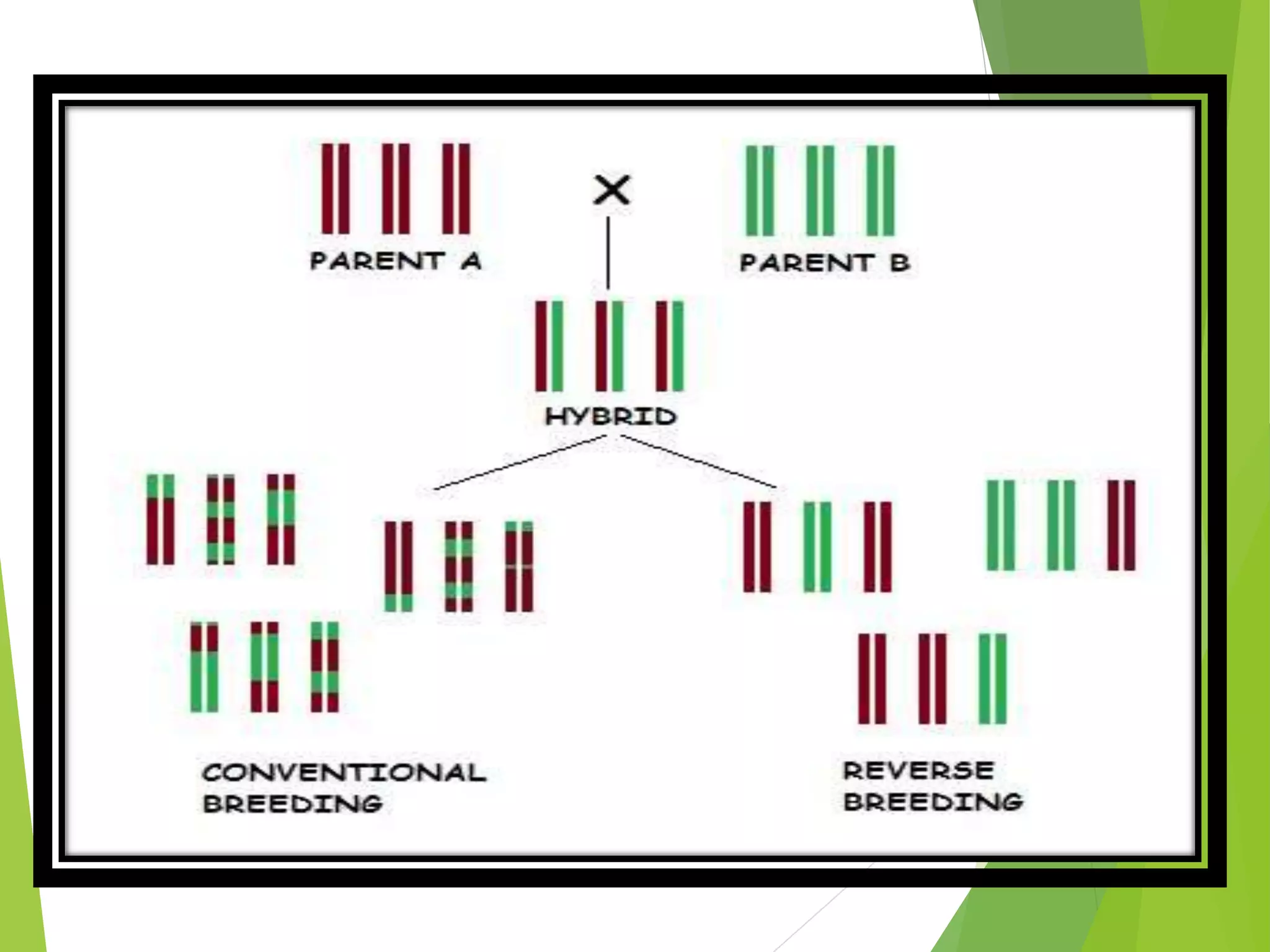 Reverse Breeding: a tool to create homozygous plants from the ...