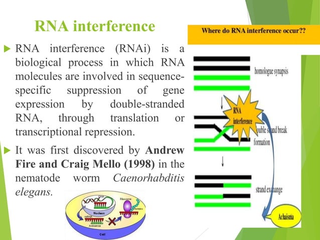 Reverse Breeding: a tool to create homozygous plants from the ...