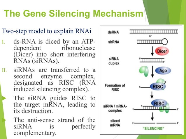 Reverse Breeding: a tool to create homozygous plants from the ...