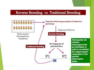 Reverse Breeding: a tool to create homozygous plants from the ...