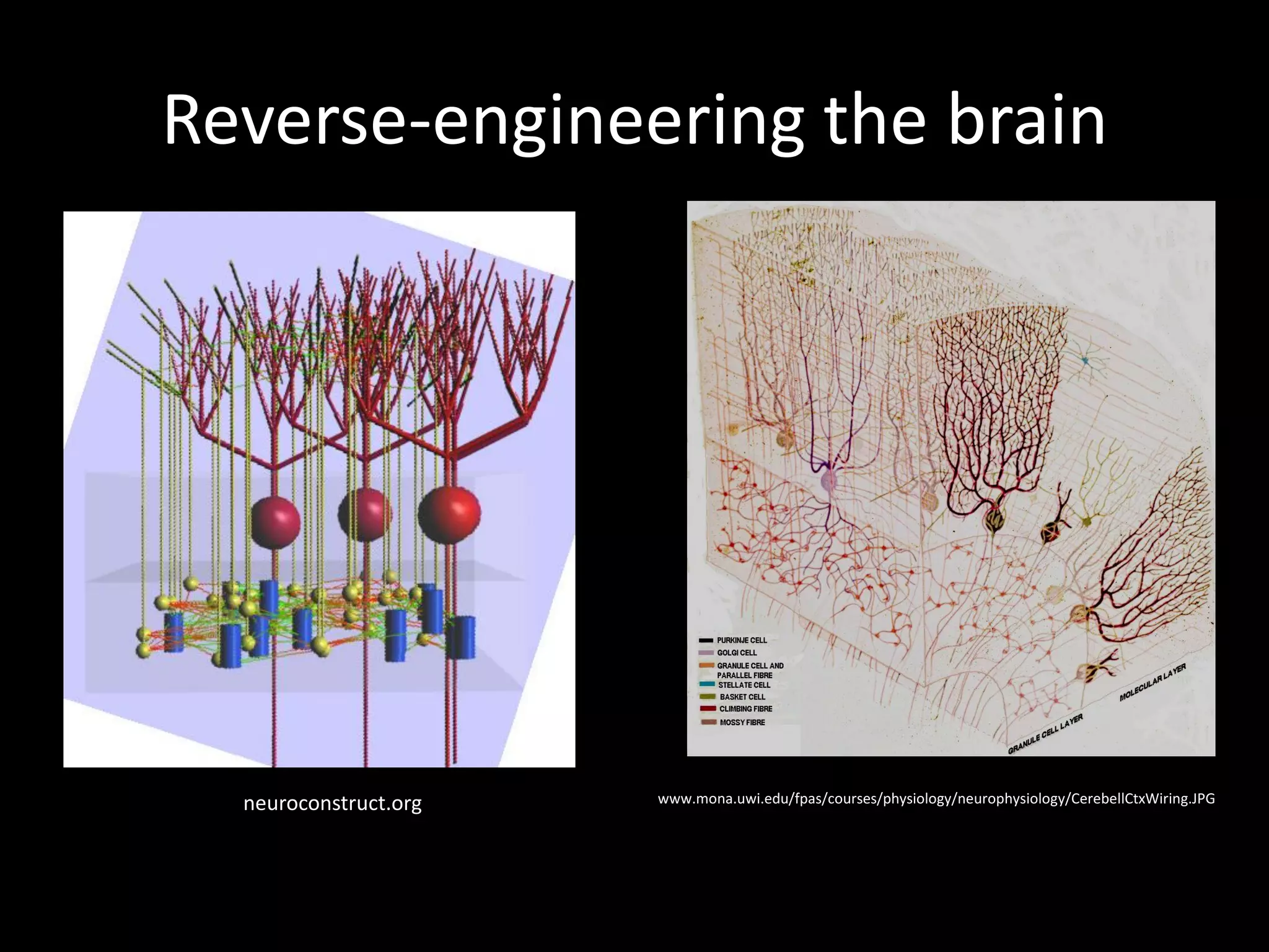 Reverse Engineering The Brain, Online | PDF