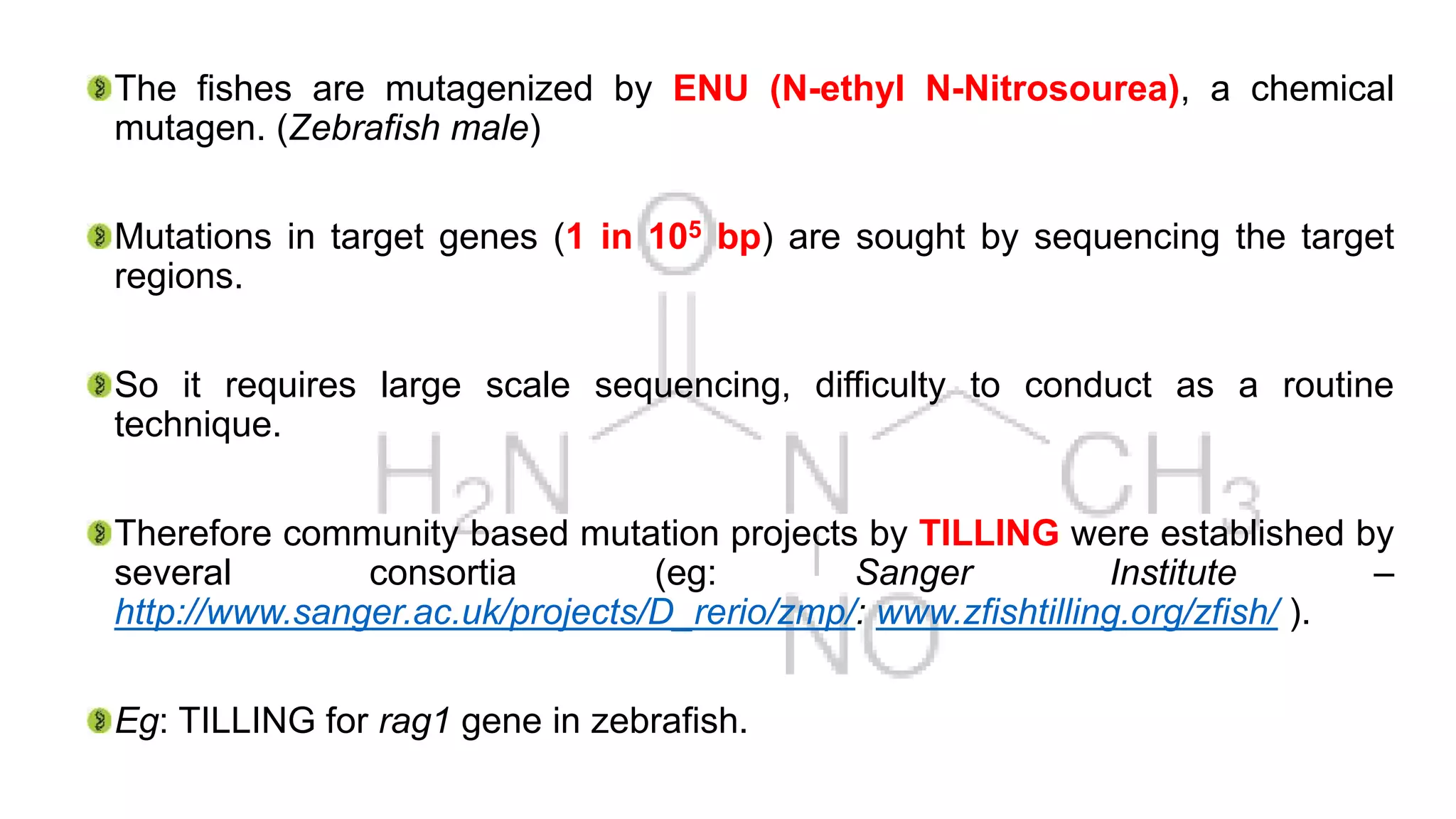 Reverse genetics | PPTX